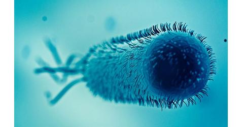 COLIFORM BAKTÉRIUMOK A VÍZBEN